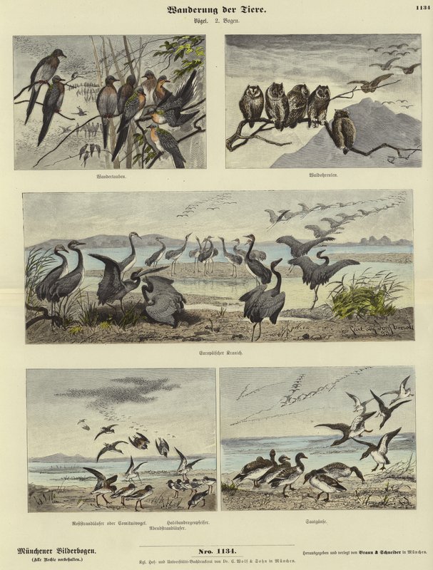 Migration of Animals by German School: Buy fine art print