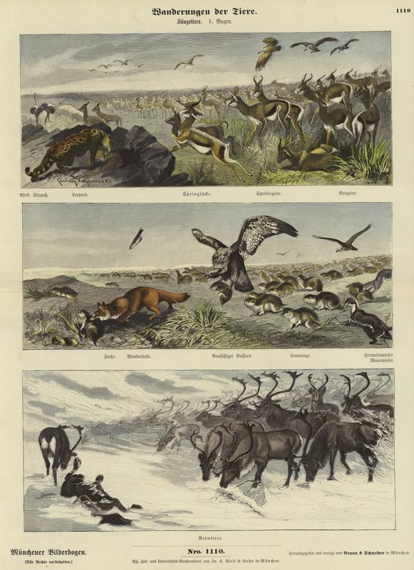 Migrations of Animals by German School: Buy fine art print