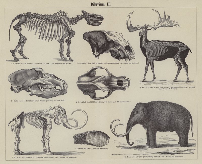 Prehistoric animals by German School: Buy fine art print