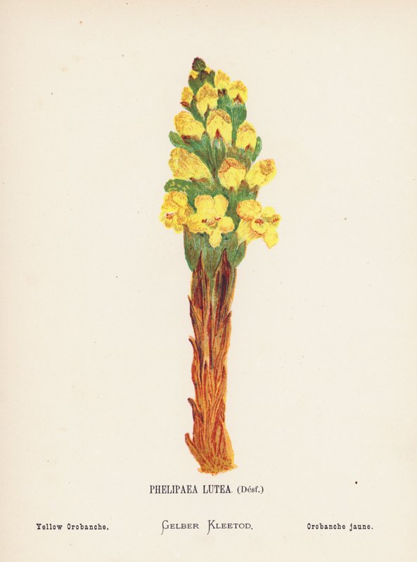 Wild Flowers of the Holy Land: Phelipaea Lutea, Desf; Yellow Orobanche