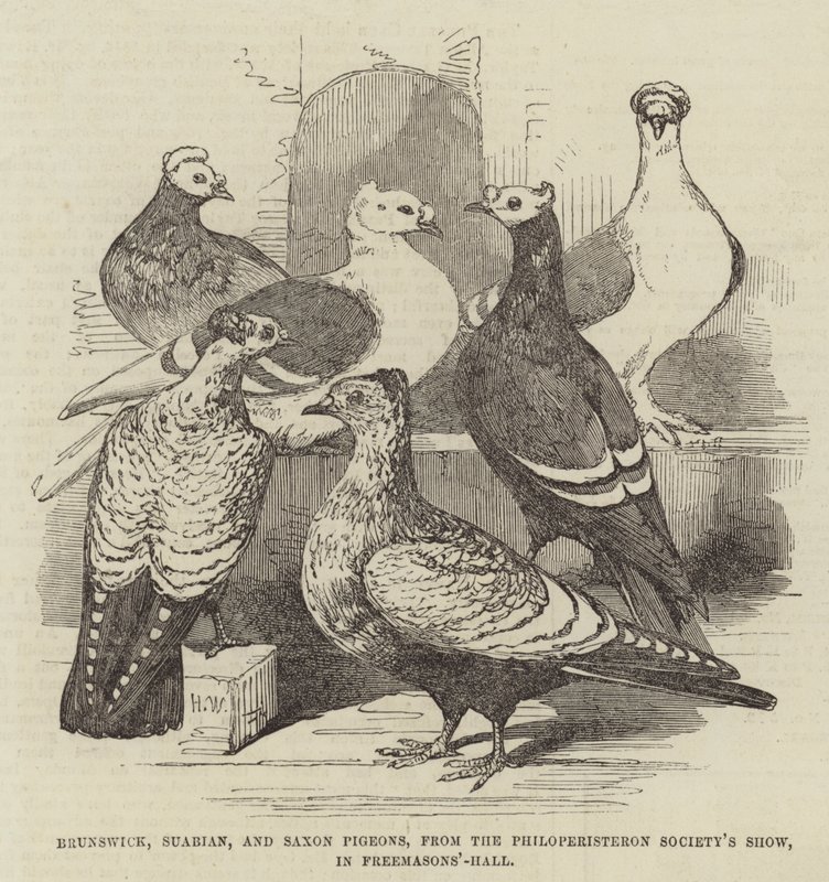 Brunswick, Suabian, and Saxon Pigeons, from the Philoperisteron Society ...