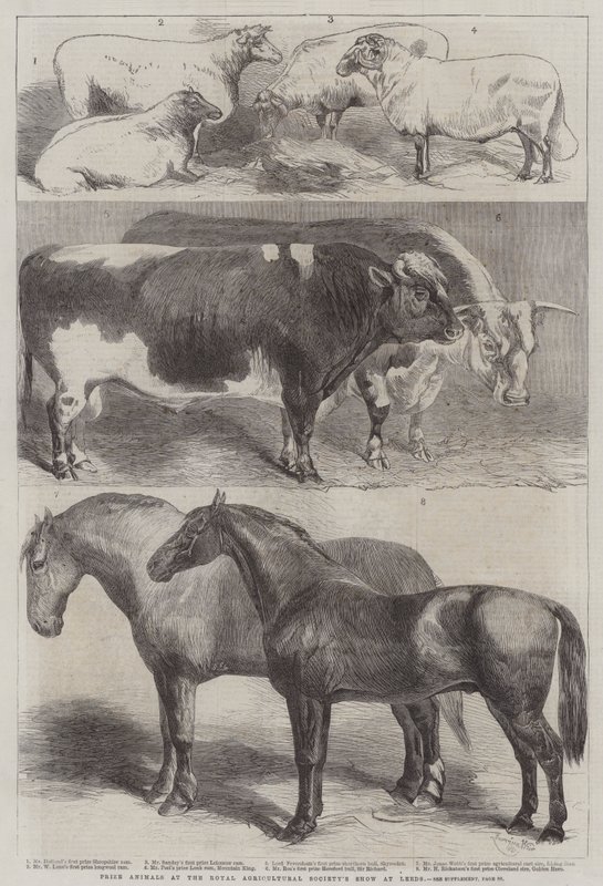 Prize Animals at the Royal Agricultural Society's Show at Leeds