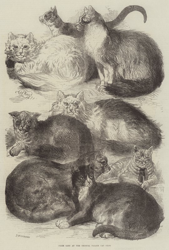 Prize Cats at the Crystal Palace Cat Show