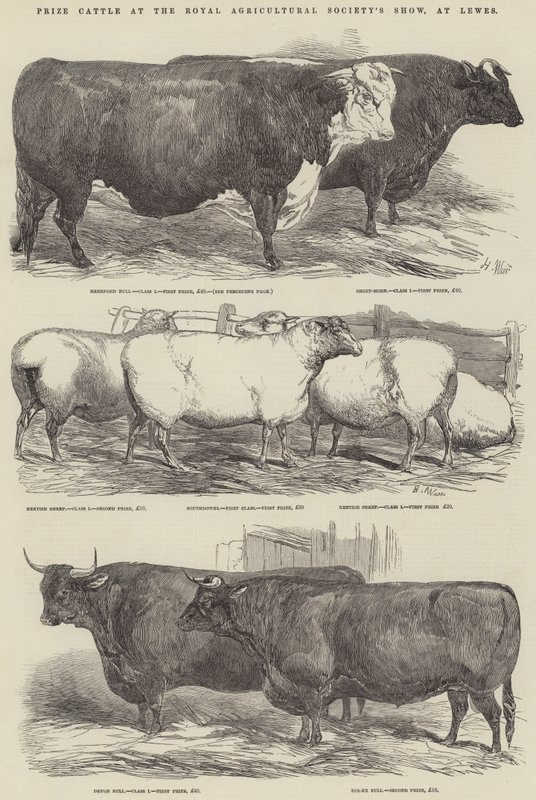 Prize Cattle at the Royal Agricultural Society's Show, at Lewes