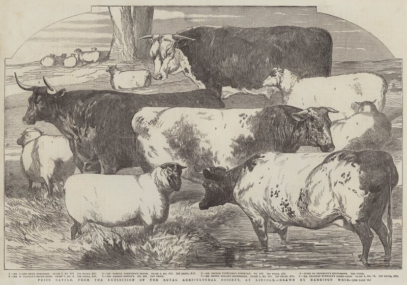Prize Cattle from the Exhibition of the Royal Agricultural Society at ...
