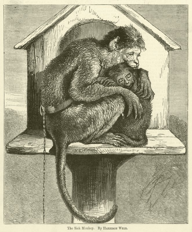 The Sick Monkey by Harrison William Weir: Fine art print