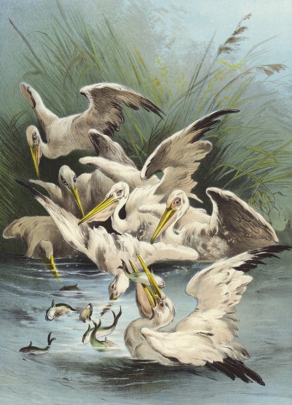 Pelicans Feeding by Hector Giacomelli: Buy fine art prints