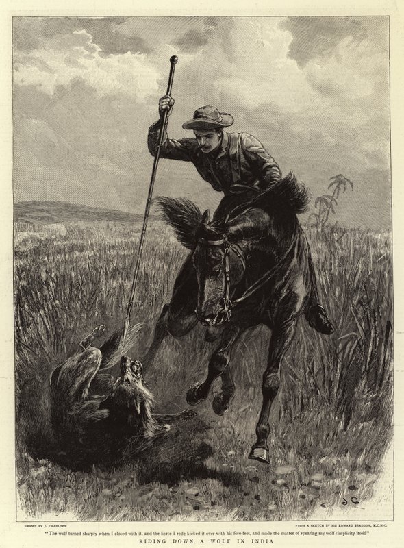 Riding down a Wolf in India by John Charlton