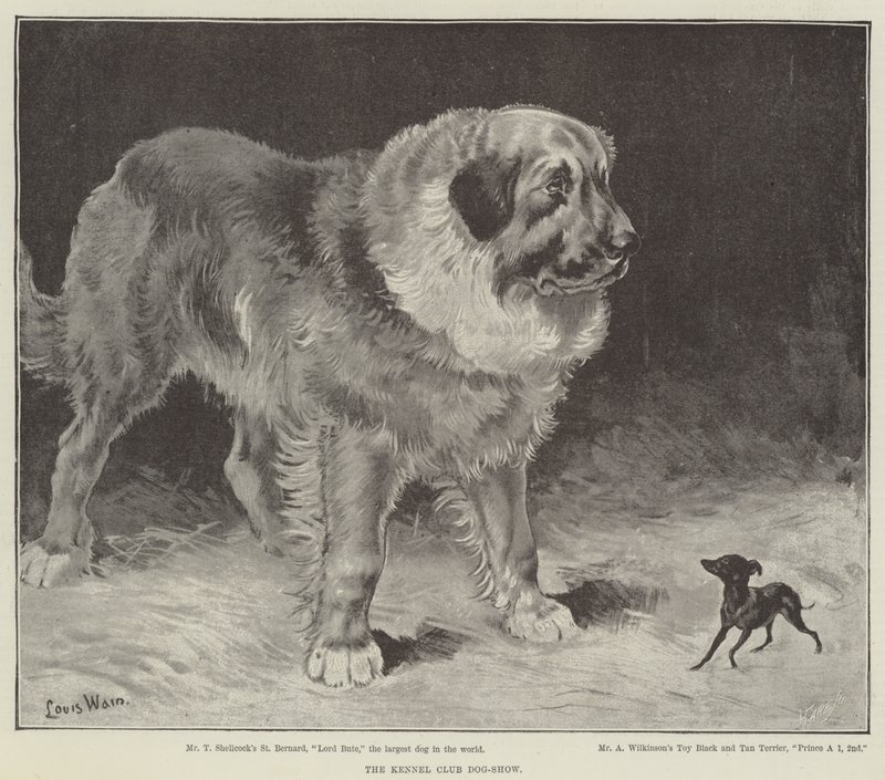 The Kennel Club Dog-Show by Louis Wain: Buy fine art print