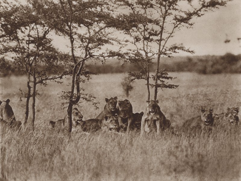 Facing the Camera, a Troop of Nine Lions at Rest