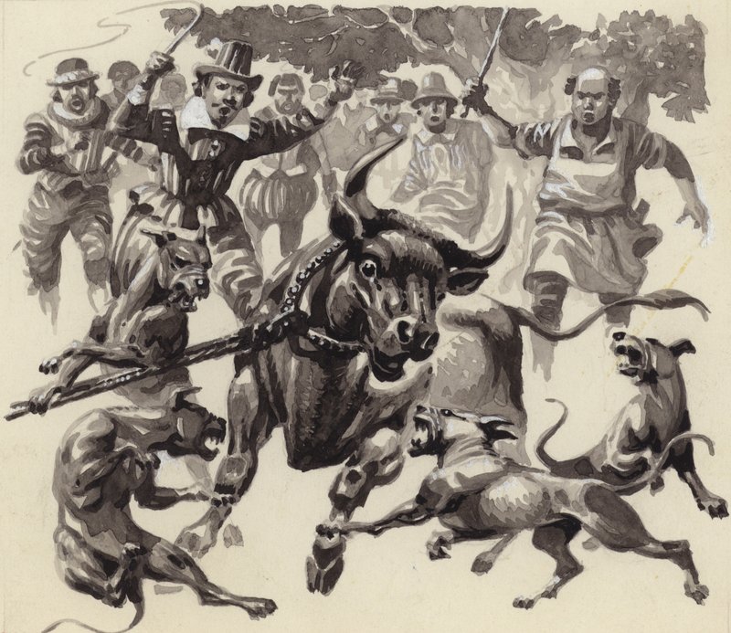 Bull baiting by Pat (1907 95) Nicolle: Buy fine art print