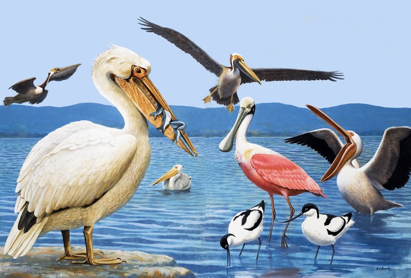 Birds with Strange Beaks by R.B. Davis: Buy fine art print