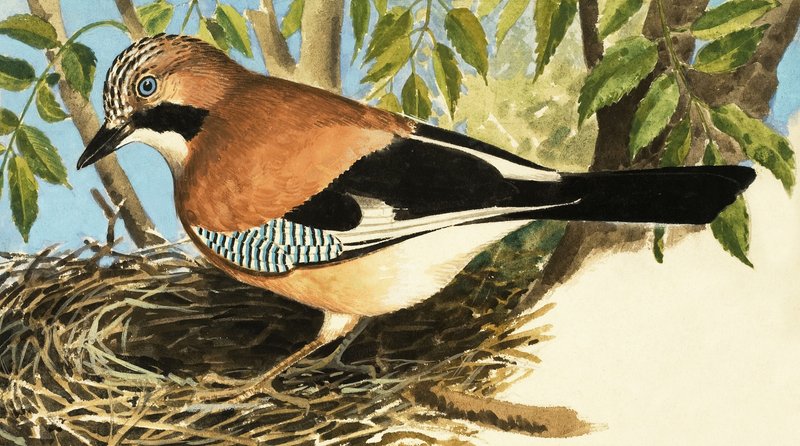 The Jay by R.B. Davis: Highest-quality art reproduction