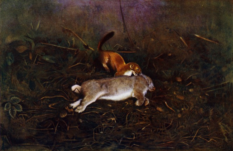 The Stoat by Richard and Cherry Kearton: Fine art print