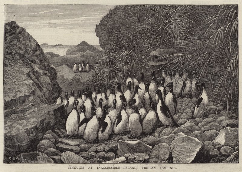 Penguins at Inaccessible Island, Tristan D'Acunha