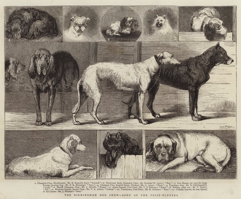 The Birmingham Dog Show, Some of the Prize-Winners