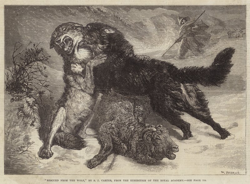 Rescued from the Wolf by Samuel John Carter
